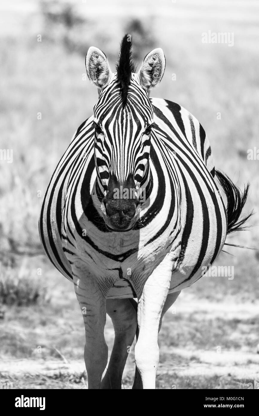 Zebra portrait looking straight at camera, head on Stock Photo - Alamy