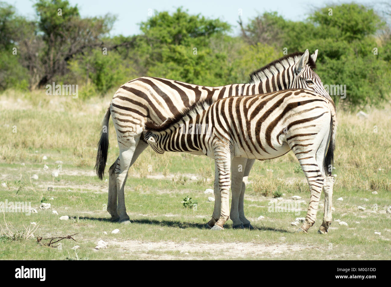 Mare udder hi-res stock photography and images - Alamy