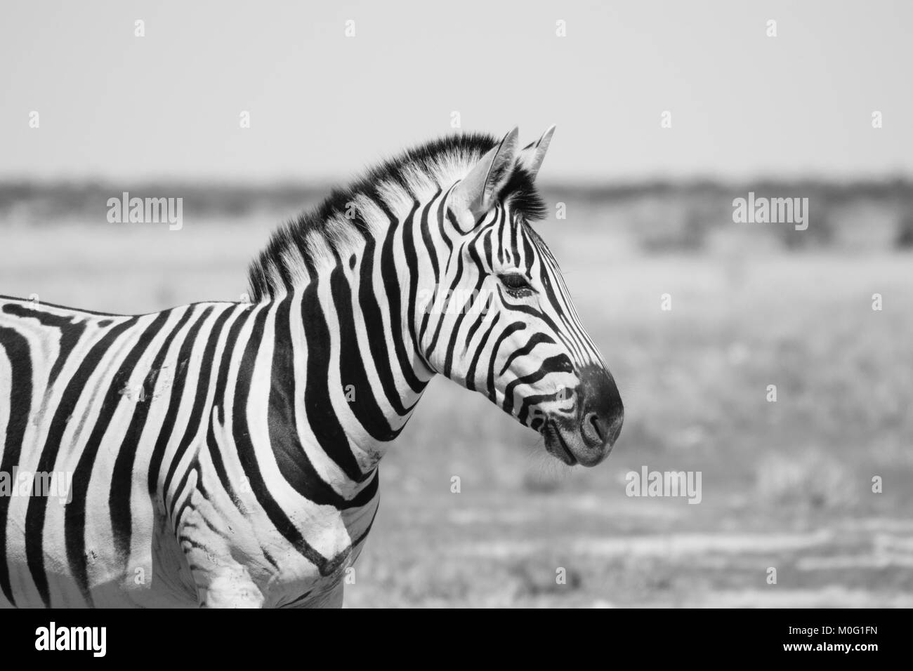 Zebra head profile Black and White Stock Photos & Images - Alamy