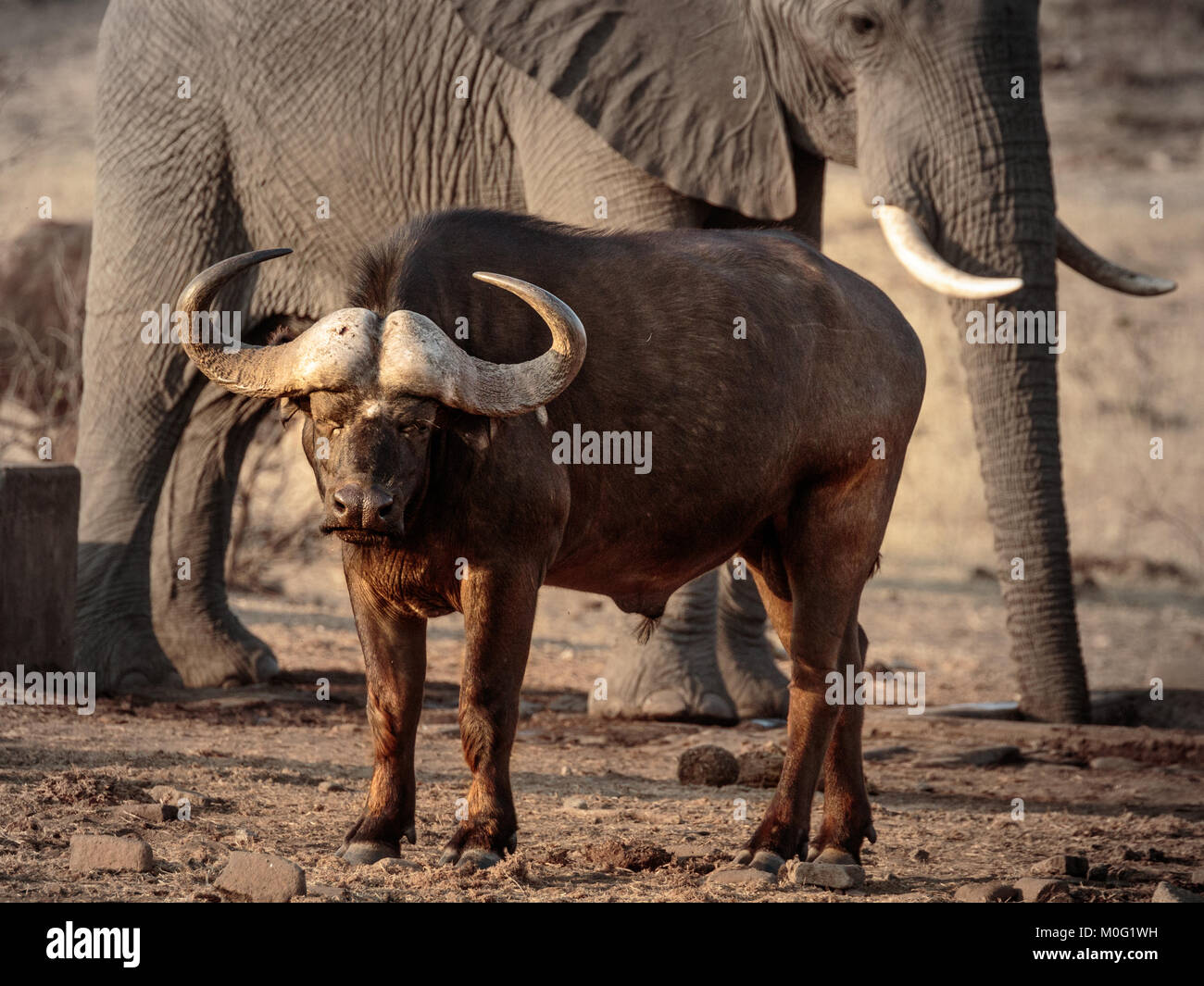 Elephant and Buffalo Stock Photo - Alamy