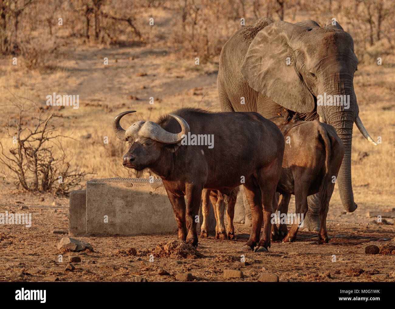 Buffalo and Elephant at Borehole Stock Photo - Alamy