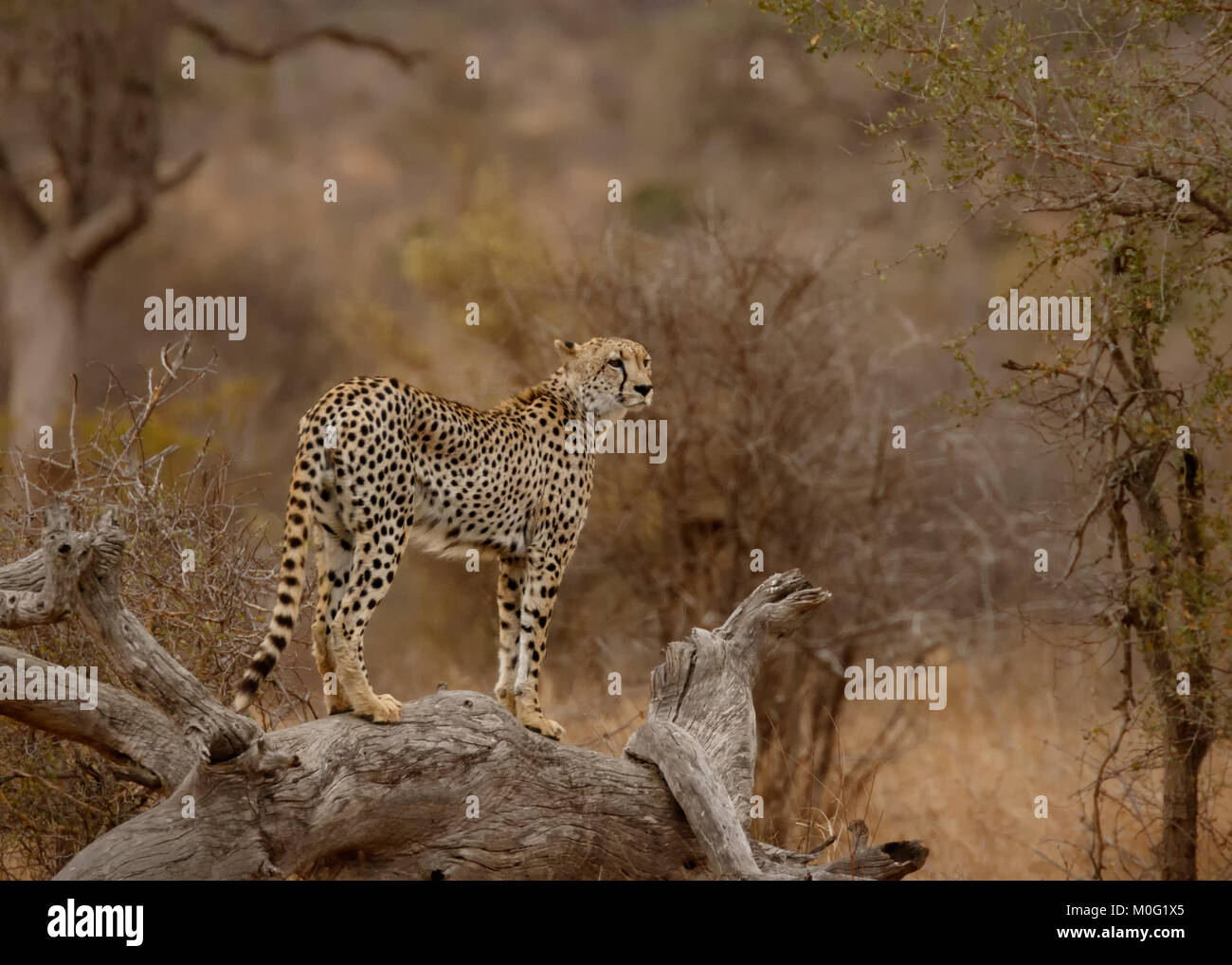 Cheetah Standing on Fallen Tree Stock Photo - Alamy