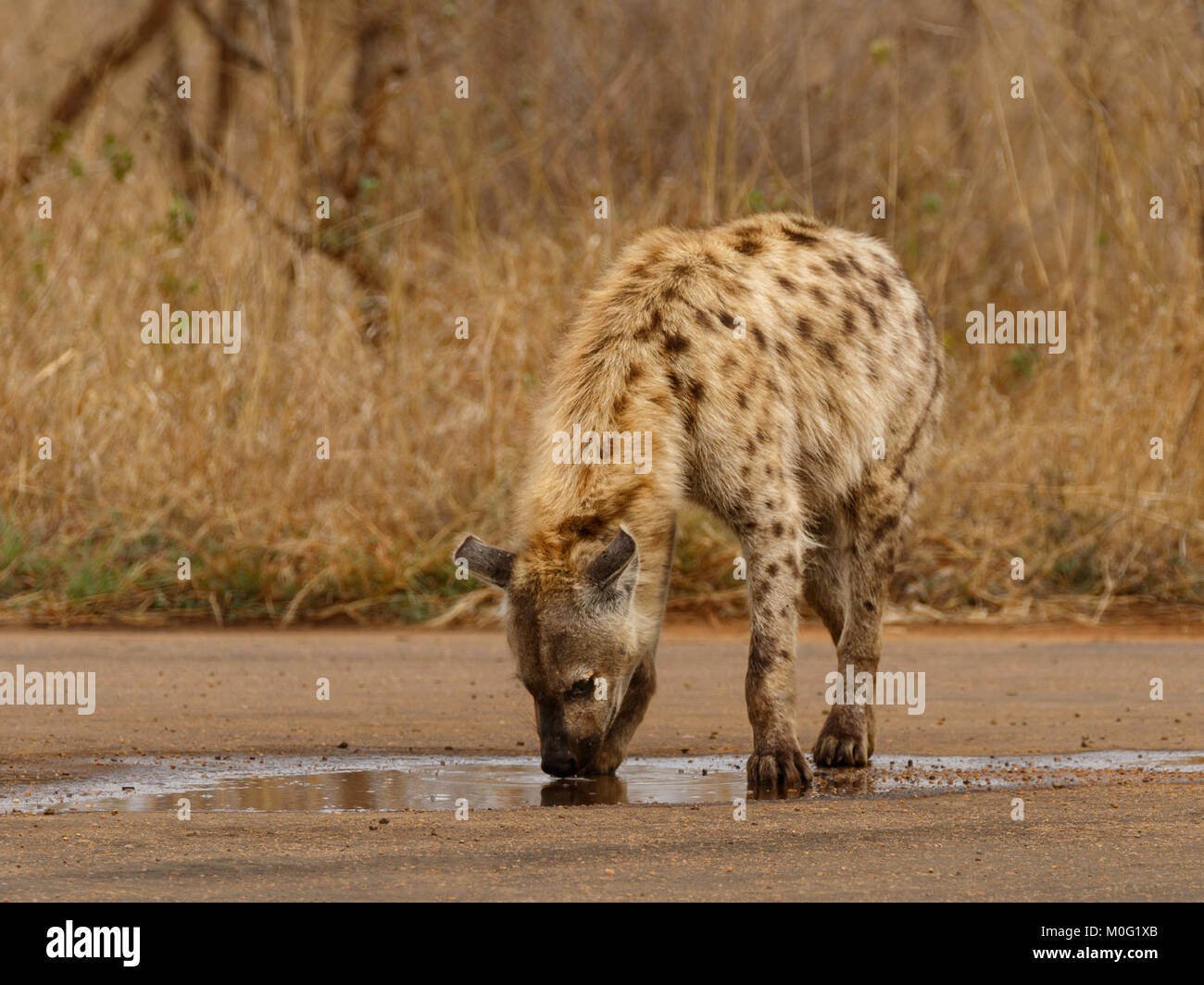 Spotted Hyena Drinking from Puddle Stock Photo - Alamy