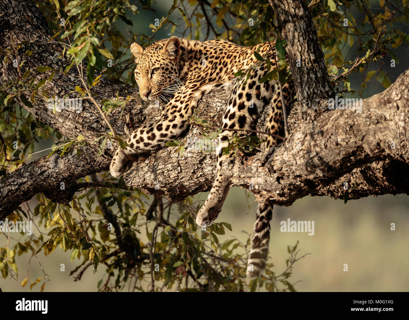 Leopard resting in tree watching hi-res stock photography and images ...