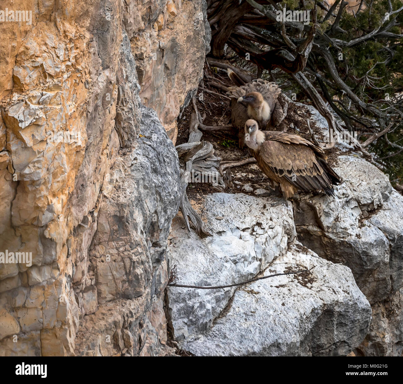 Griffon vultures nesting and mating Stock Photo - Alamy