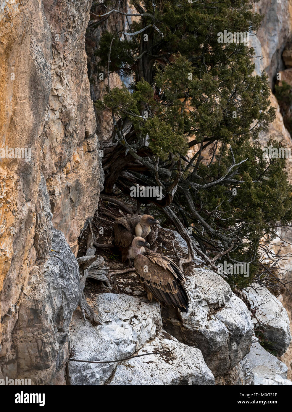 Griffon vultures nesting and mating Stock Photo - Alamy