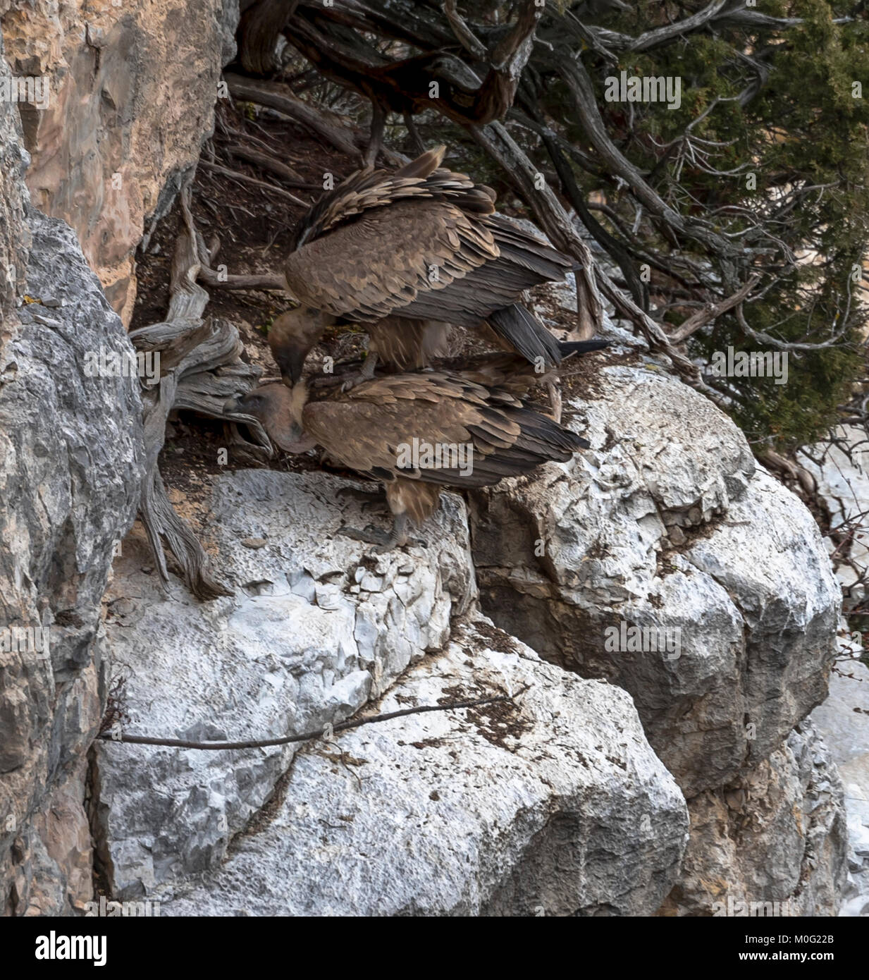 Griffon vultures nesting and mating Stock Photo - Alamy