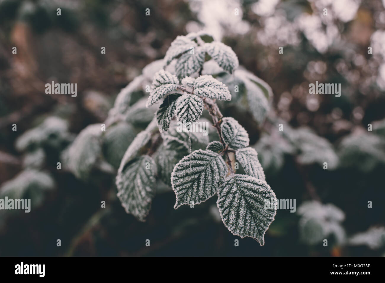 Leaf veins cold scene seasonal uk hi-res stock photography and images ...