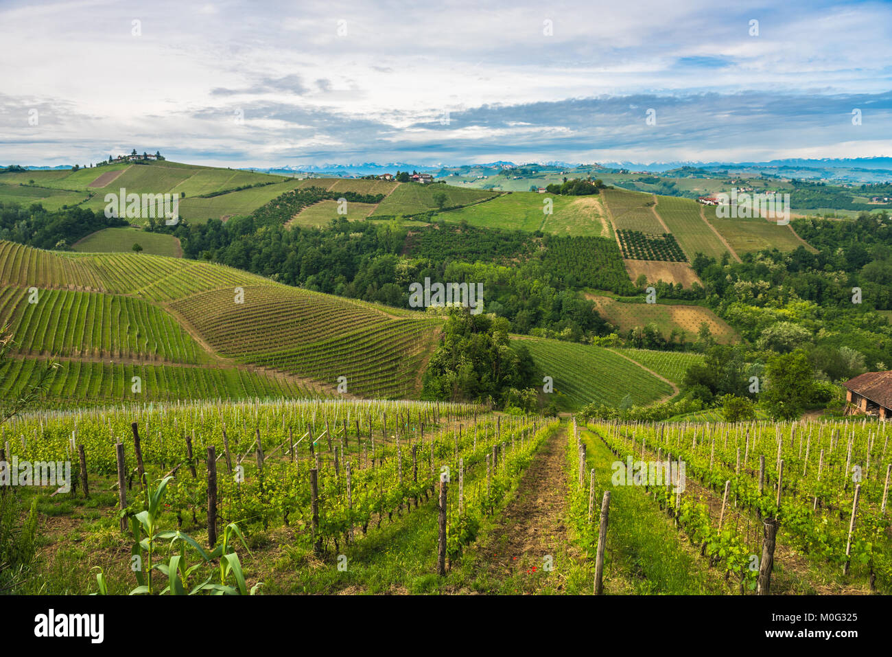Vineyards of Langhe, Piedmont, UNESCO world heritage Stock Photo - Alamy