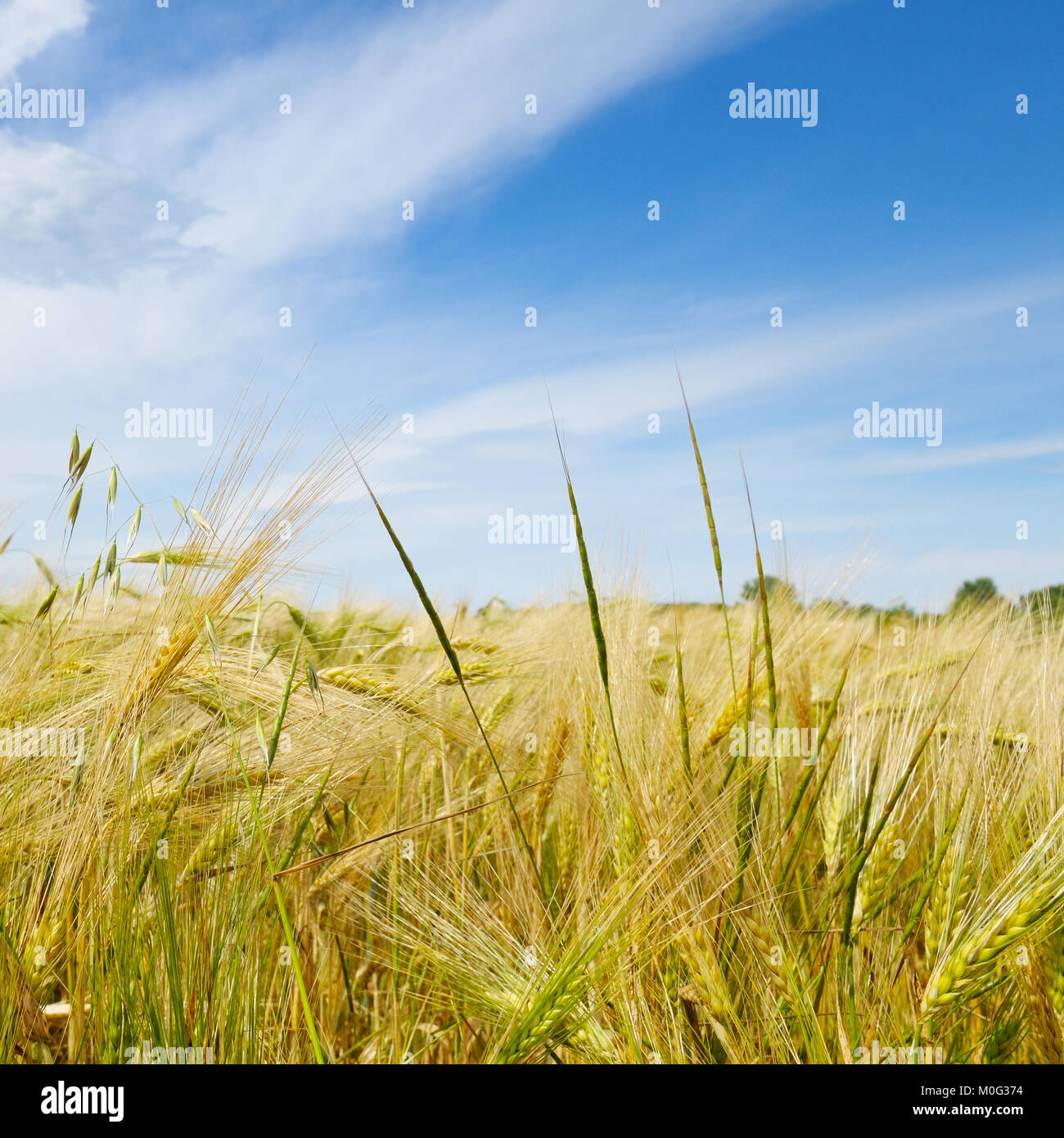 wheat field and blue sky Stock Photo - Alamy