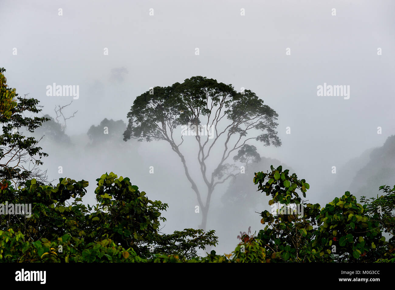 Mist over treetops High Resolution Stock Photography and Images - Alamy