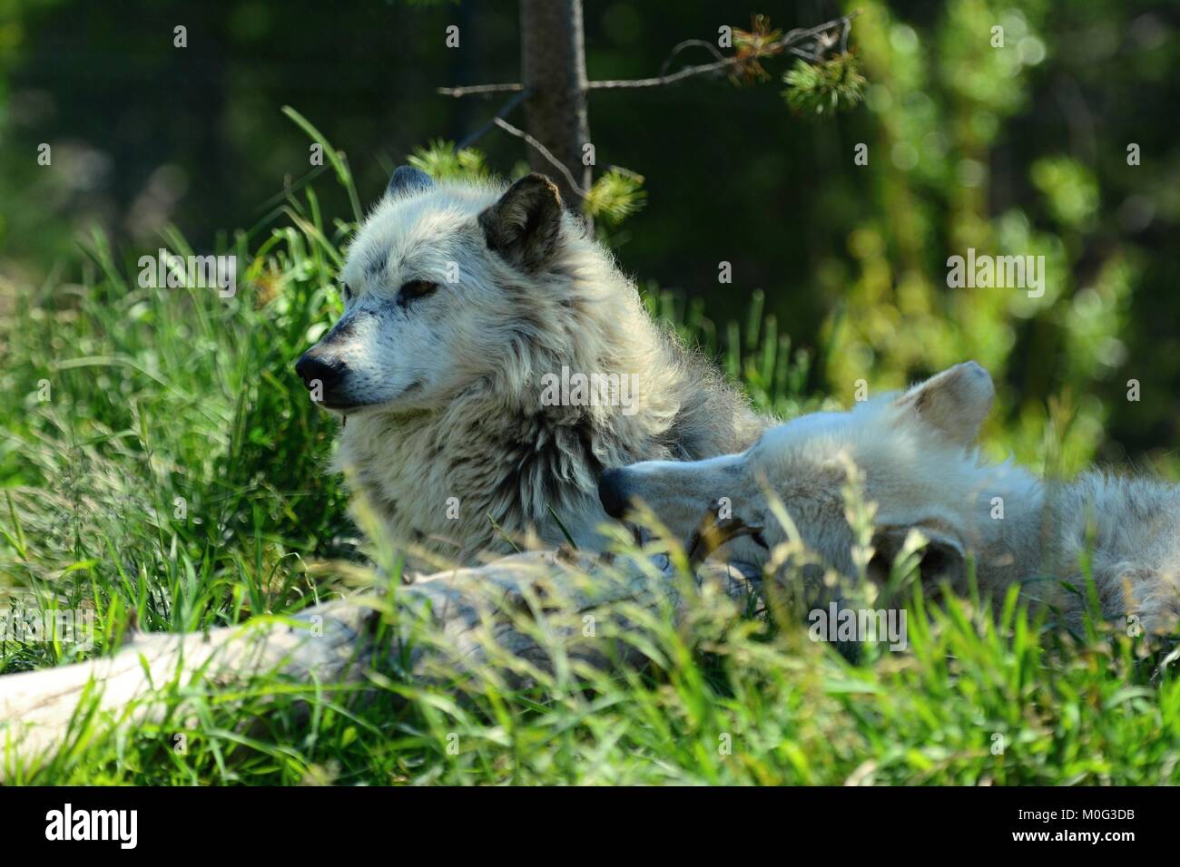 Indian wolf hi-res stock photography and images - Alamy