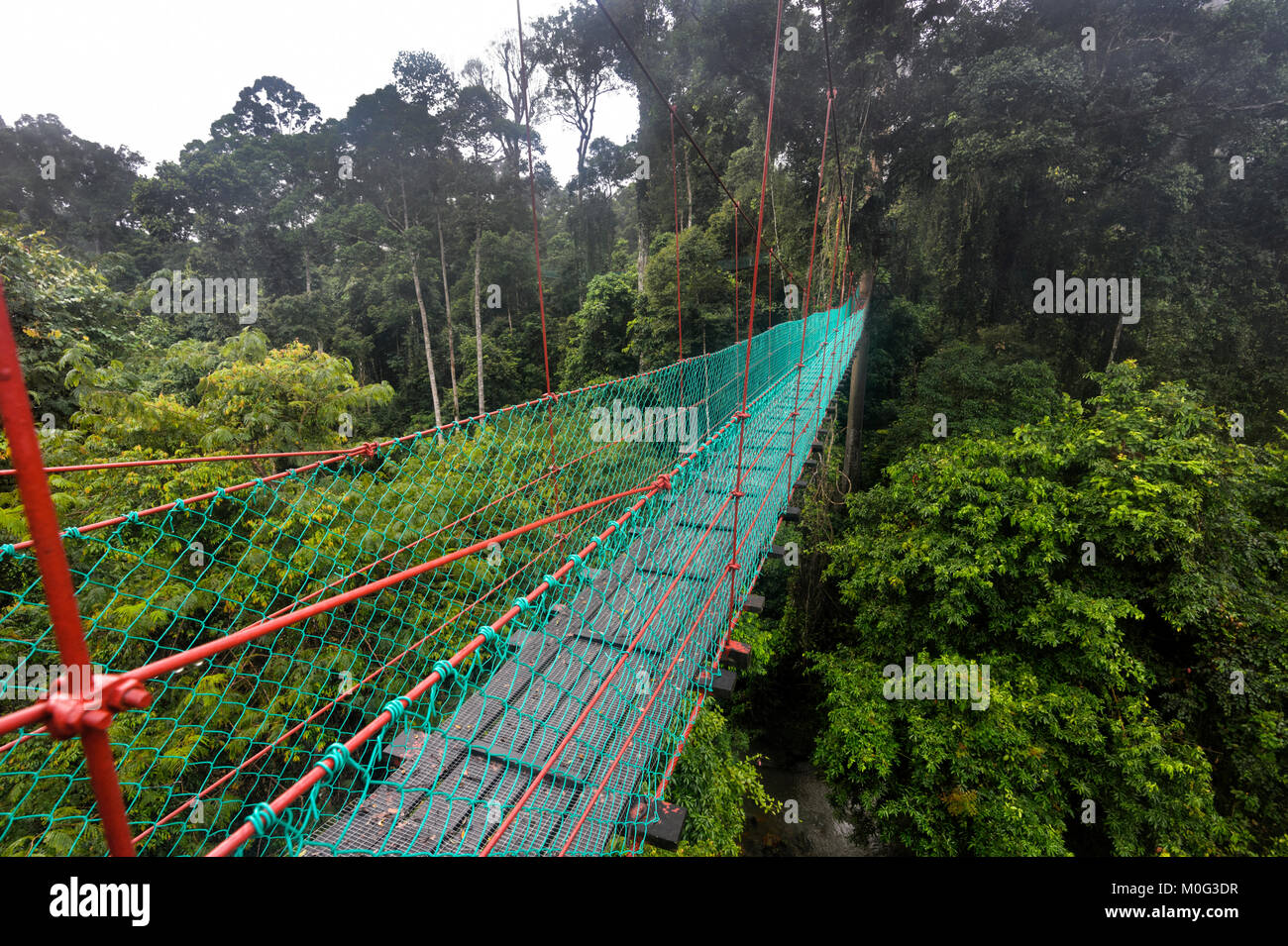Canopy Walkway over primary rainforest canopy, Danum Valley, Borneo ...