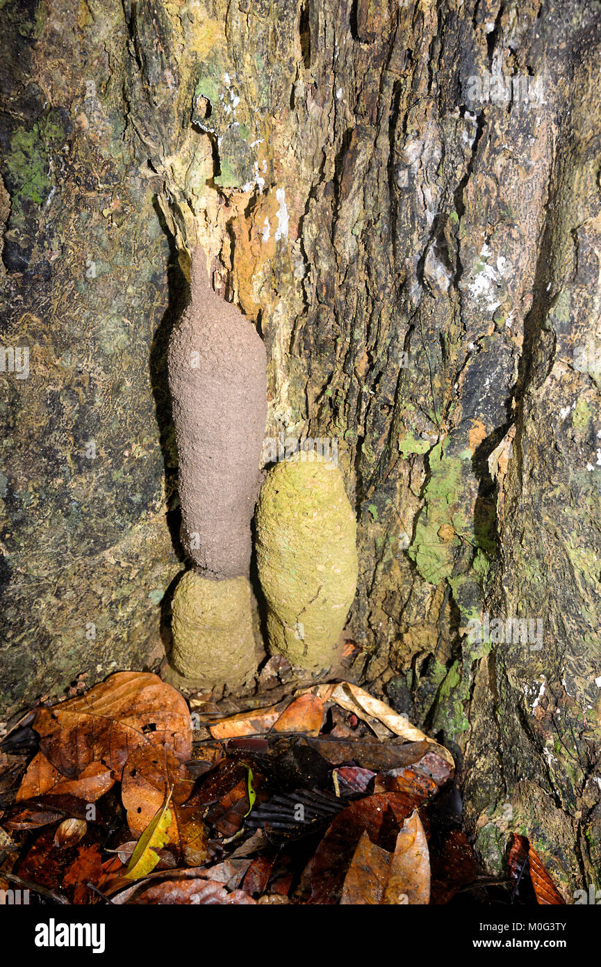 Rainforest termite hi-res stock photography and images - Alamy