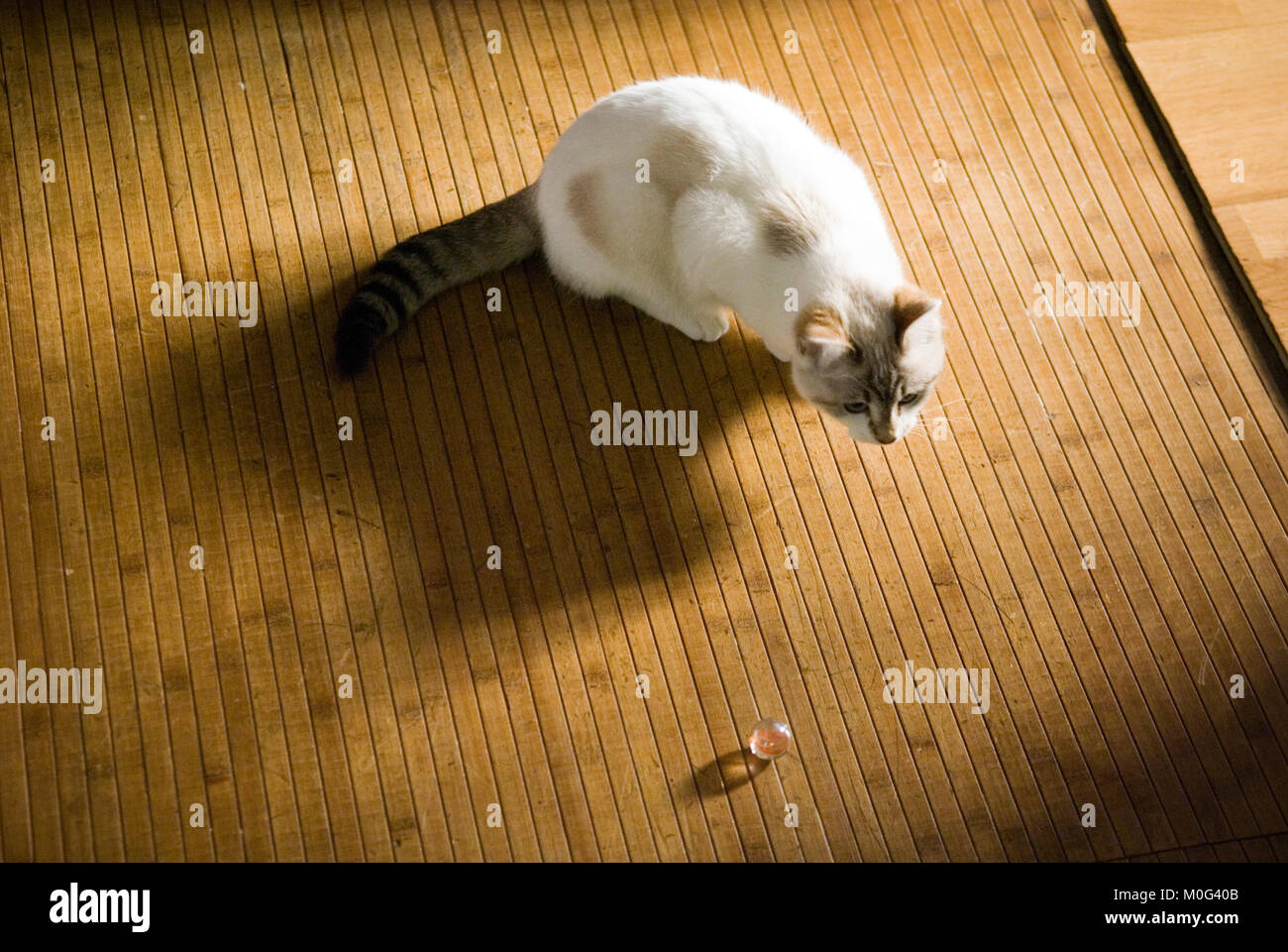a six month old female siamese and birman kitten crouches on a bamboo ...