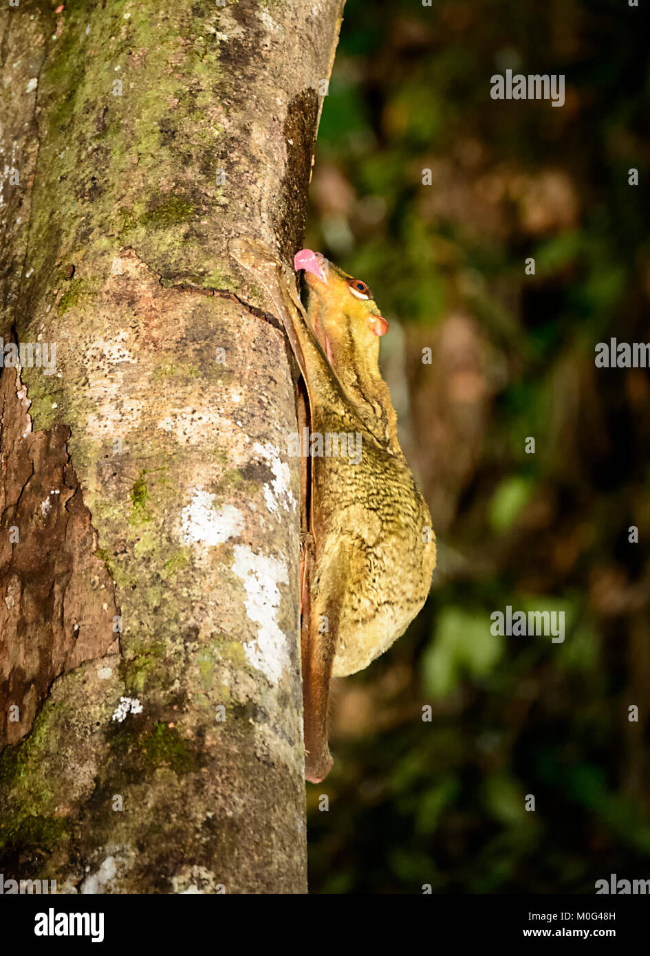 Sunda flying lemur hi-res stock photography and images - Alamy