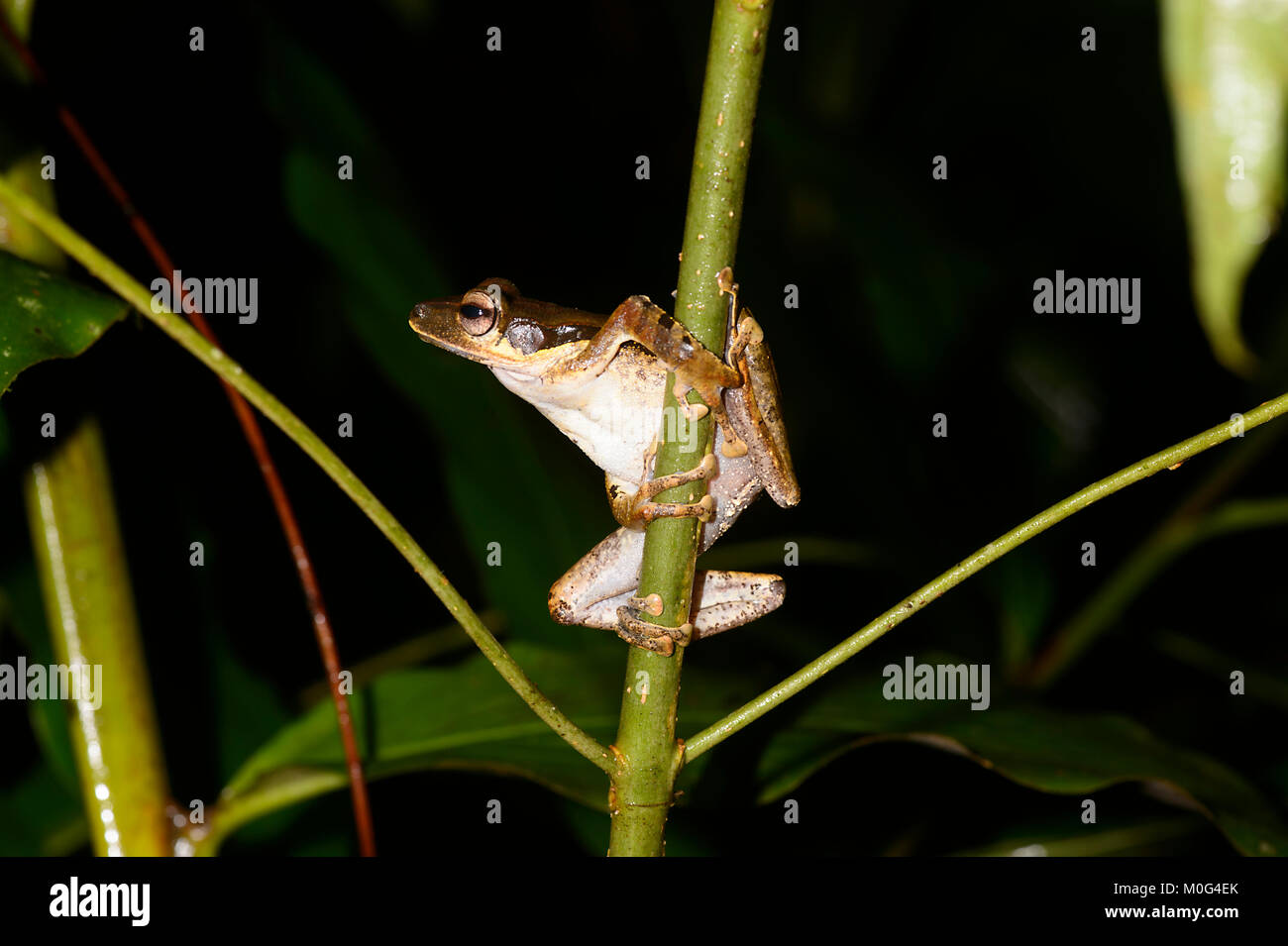 File-eared Tree Frog (Polypedates otilophus), Danum Valley Conservation ...