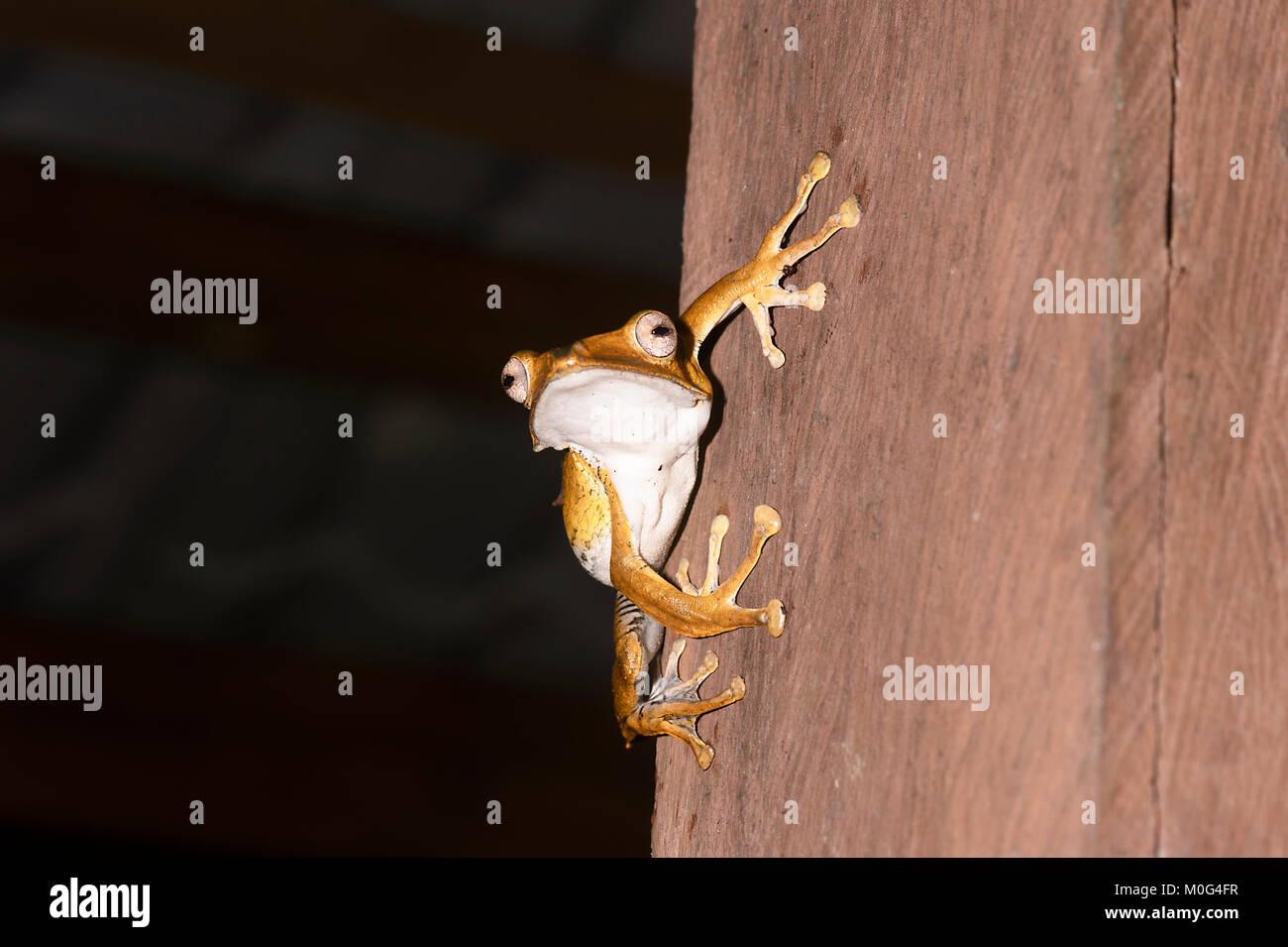 File-eared Tree Frog (Polypedates otilophus), Danum Valley Conservation ...