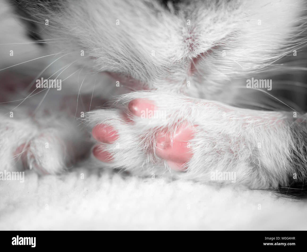 Patchy cat hi-res stock photography and images - Alamy