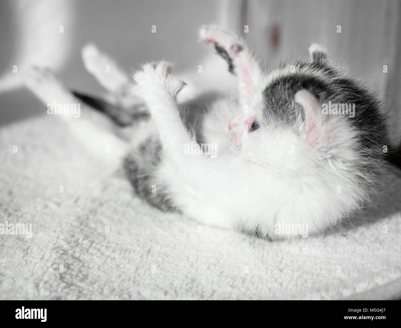 A cute little kitten tries to get up off a white carpet Stock Photo - Alamy