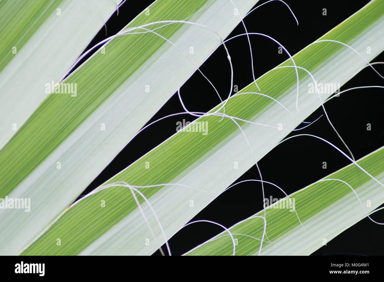 Exotic fan plant Stock Photo - Alamy