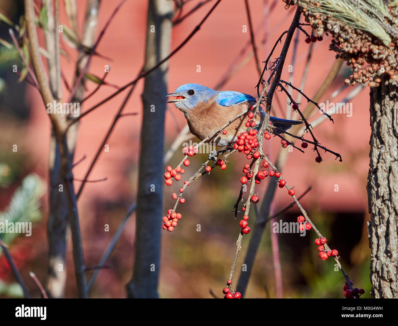 Eastern bluebird new york hi-res stock photography and images - Alamy
