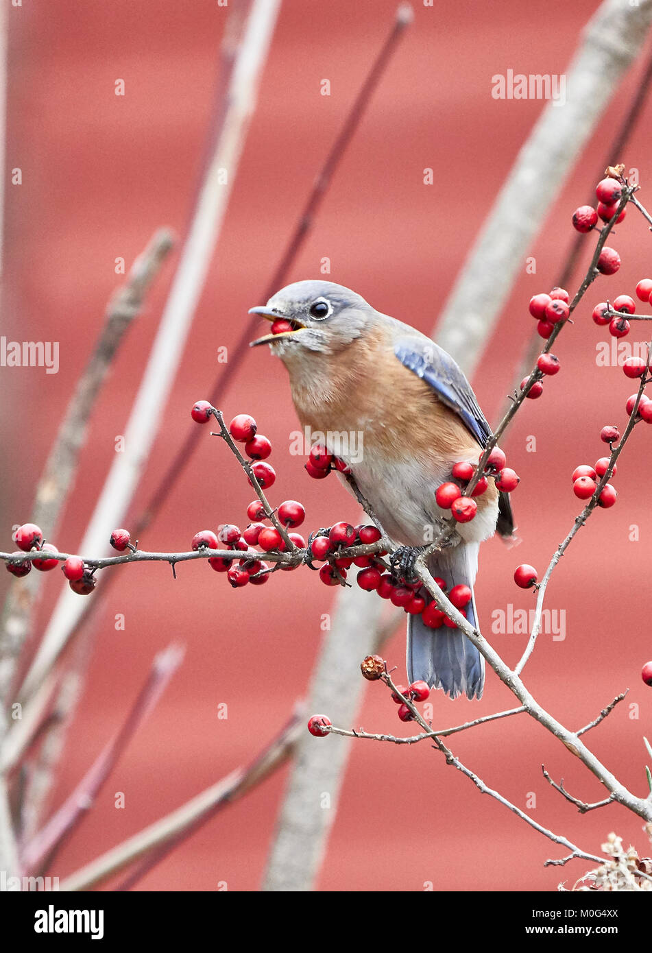 Eastern bluebird new york hi-res stock photography and images - Alamy
