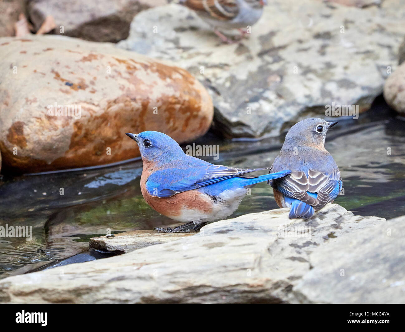 Missouri State Bird High Resolution Stock Photography and Images - Alamy