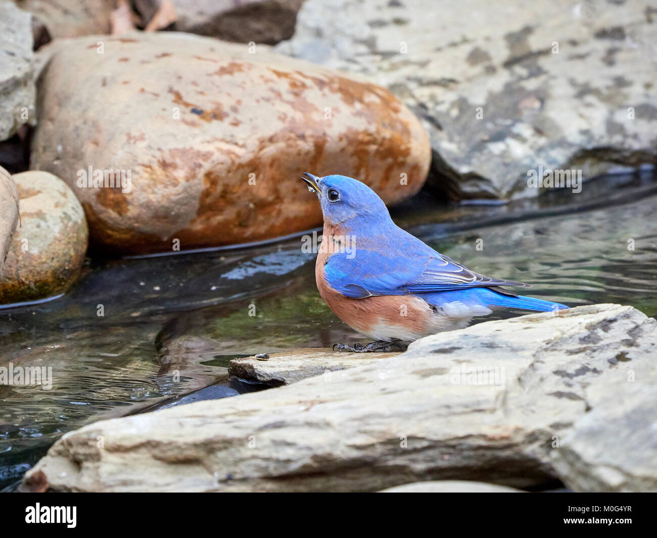 Eastern bluebird new york hi-res stock photography and images - Alamy