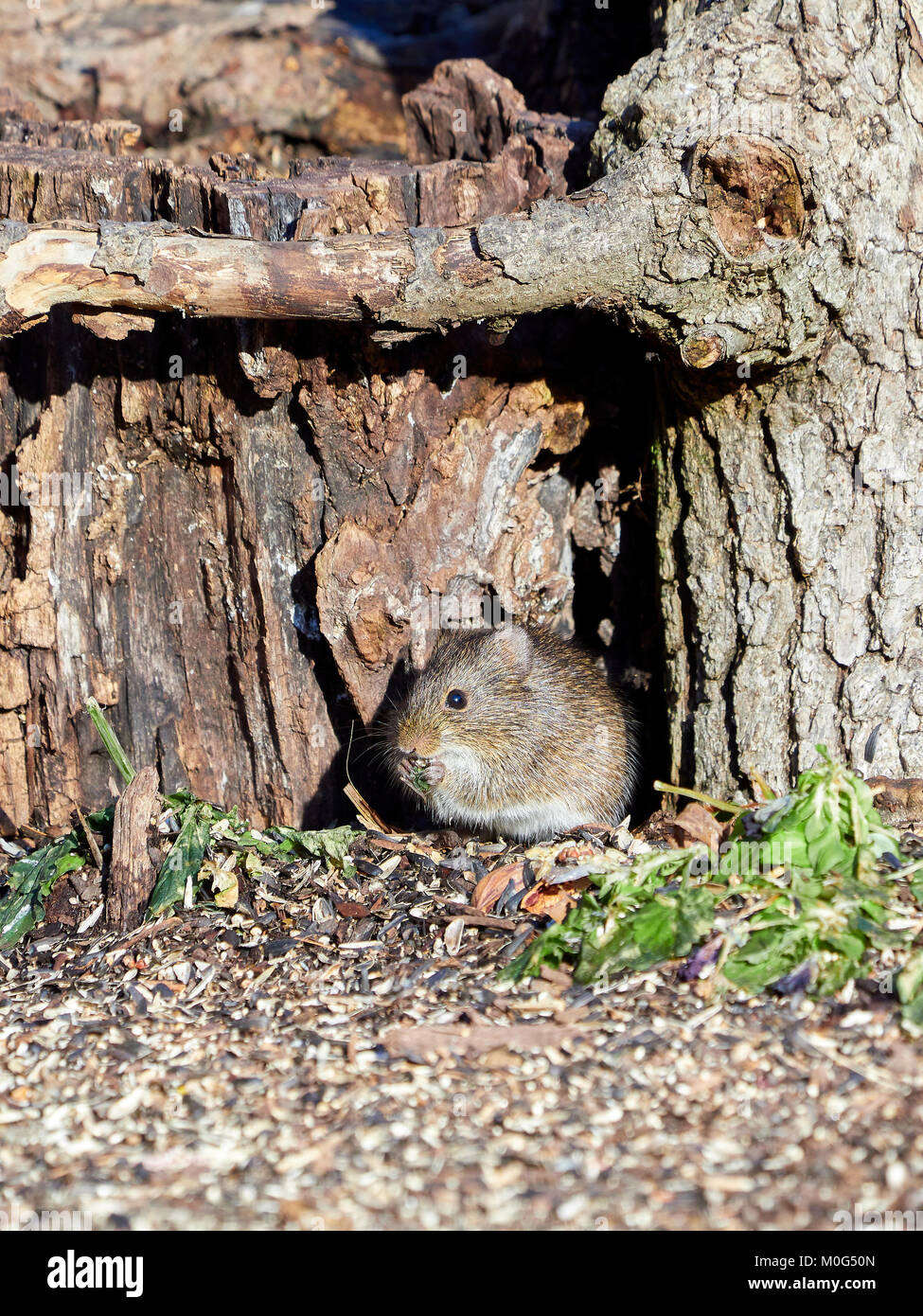 Cotton rat hi-res stock photography and images - Alamy