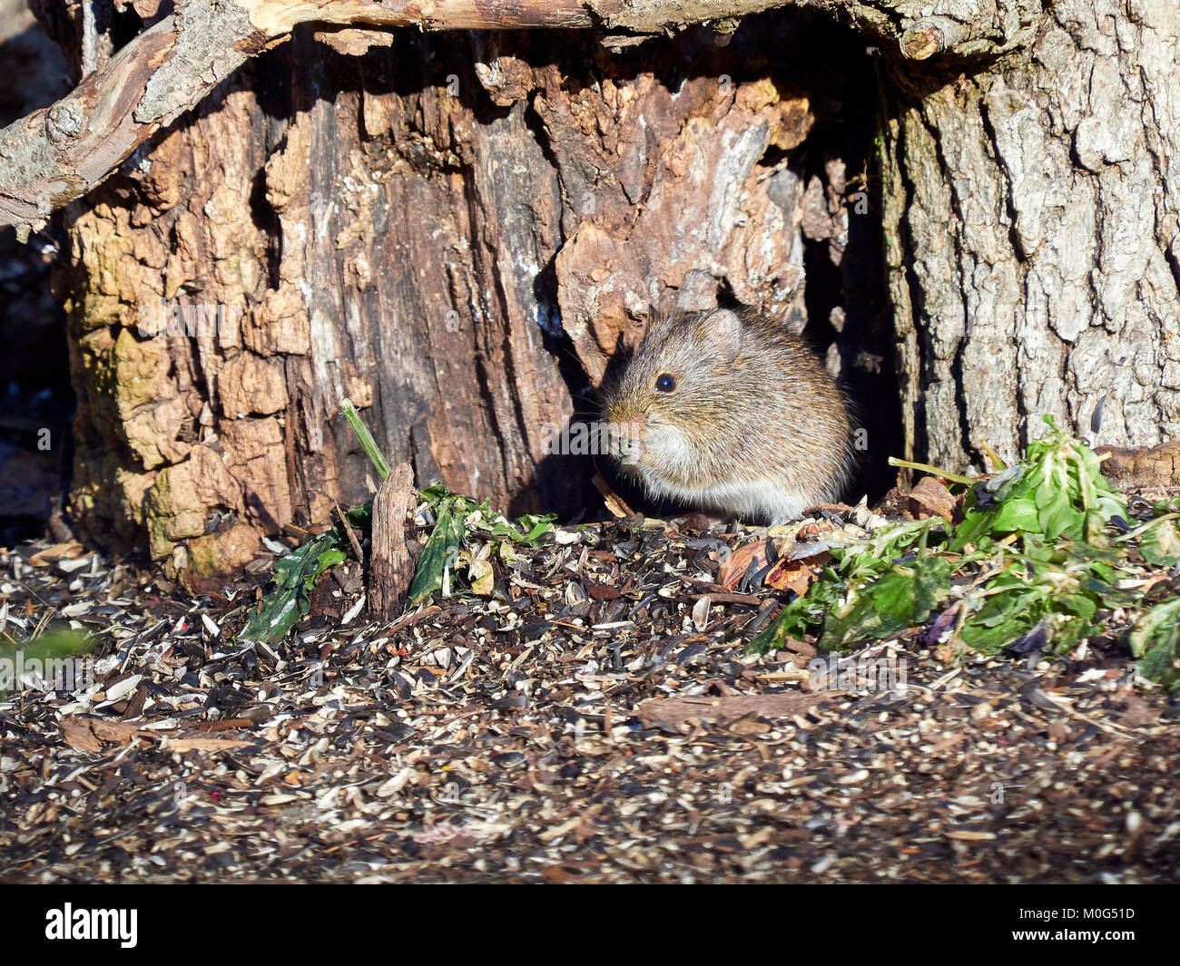 Cotton Rat High Resolution Stock Photography and Images - Alamy