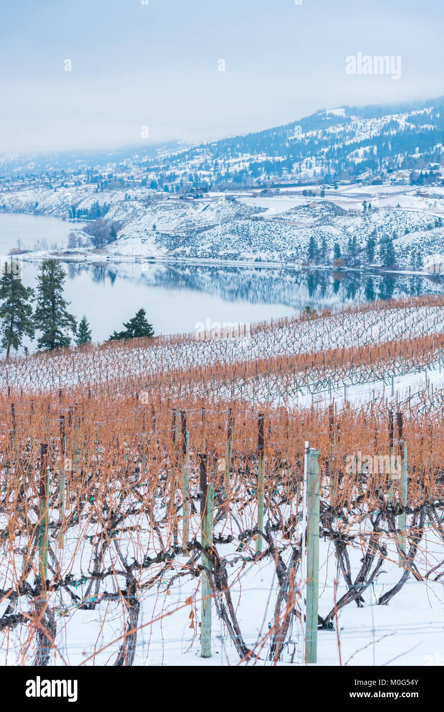 Vineyard Winter High Resolution Stock Photography and Images - Alamy