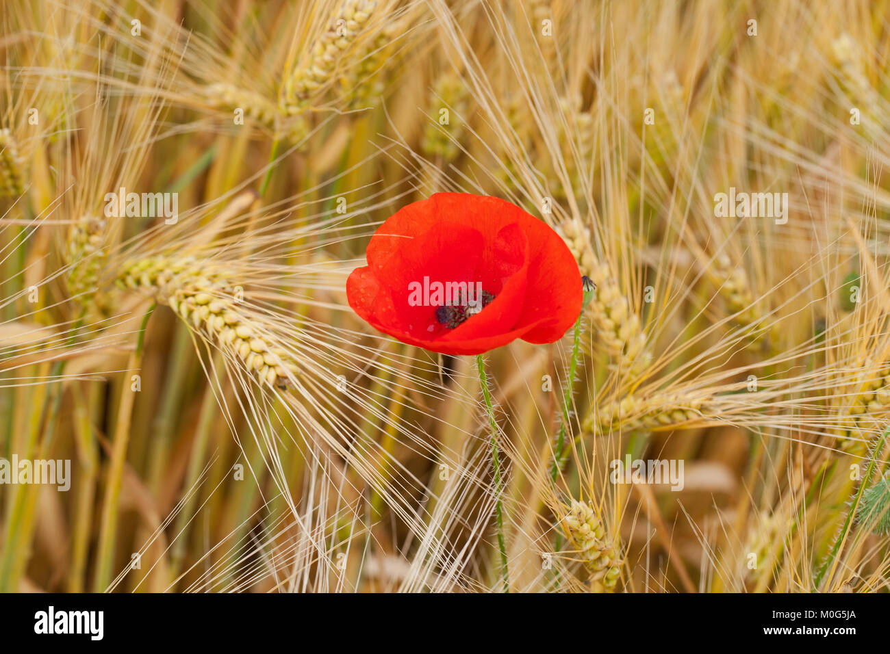 red poppies on the corn-field Stock Photo - Alamy