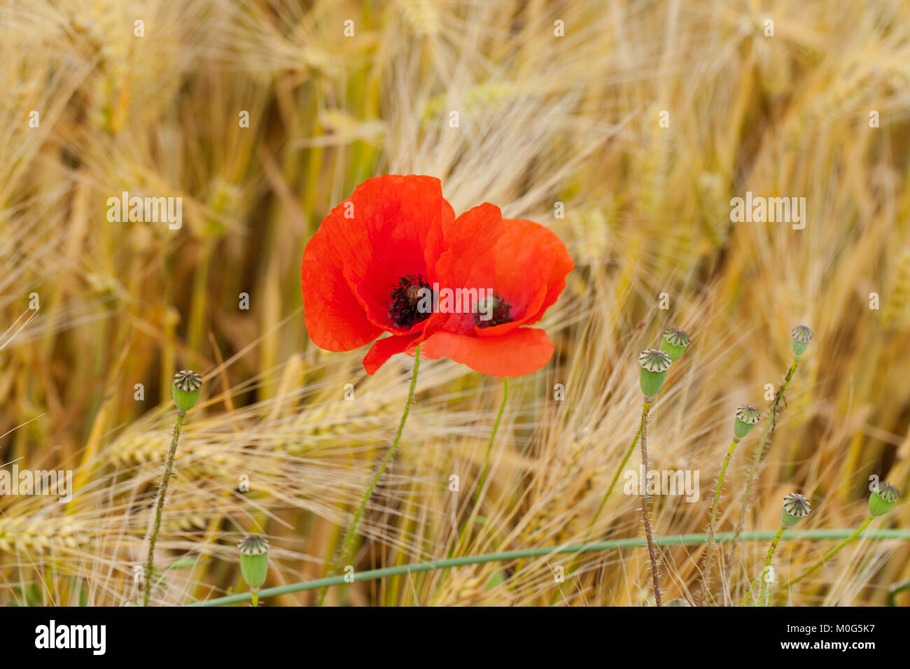 red poppies on the corn-field Stock Photo - Alamy