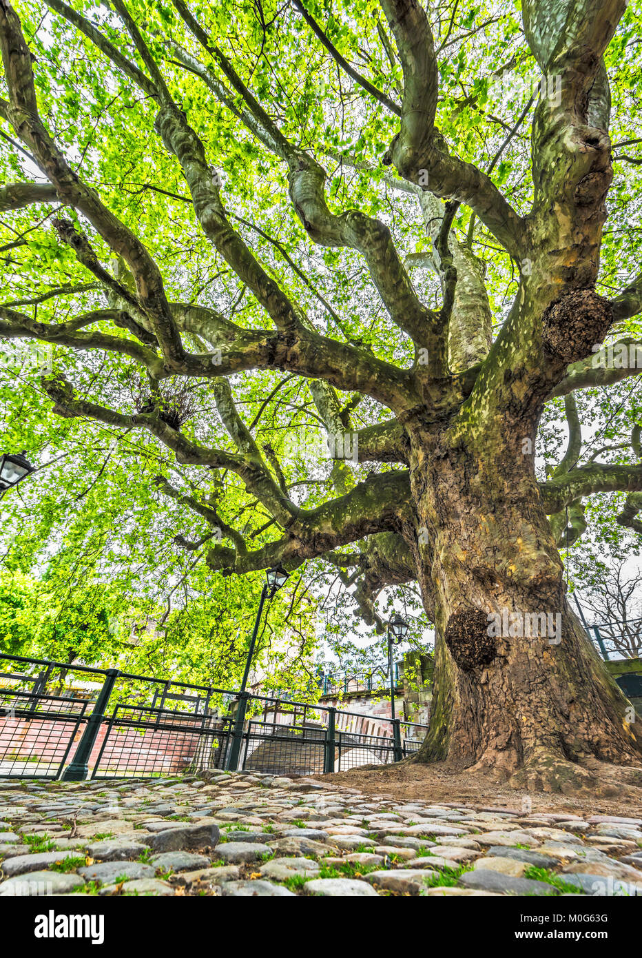 Fairy tale tree in Little France quarter. Strasbourg Stock Photo - Alamy