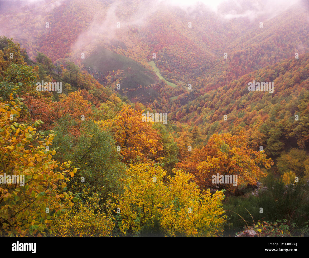Muniellos natural reserve hi-res stock photography and images - Alamy