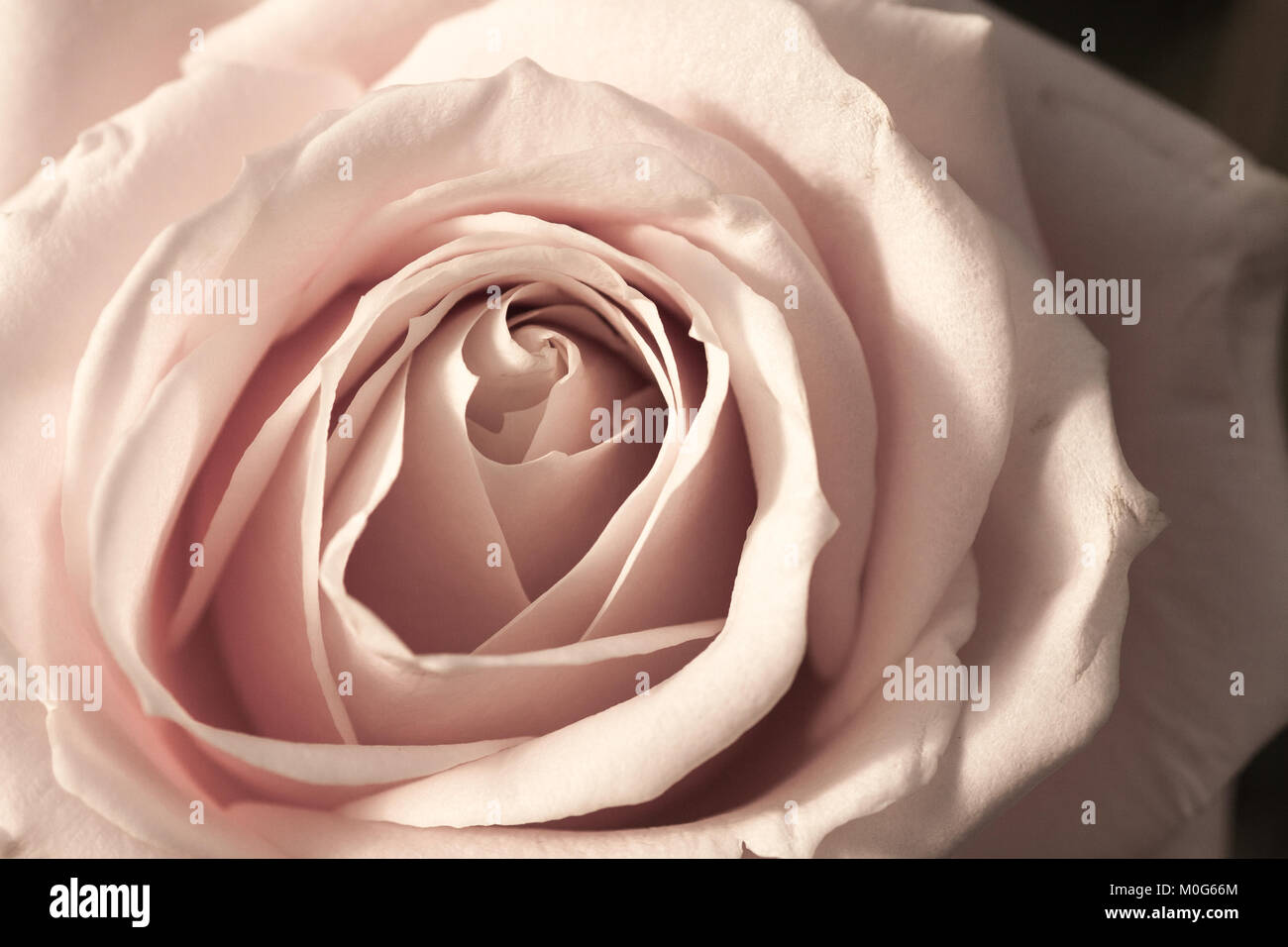 Pale Pink Rose Stock Photo - Alamy