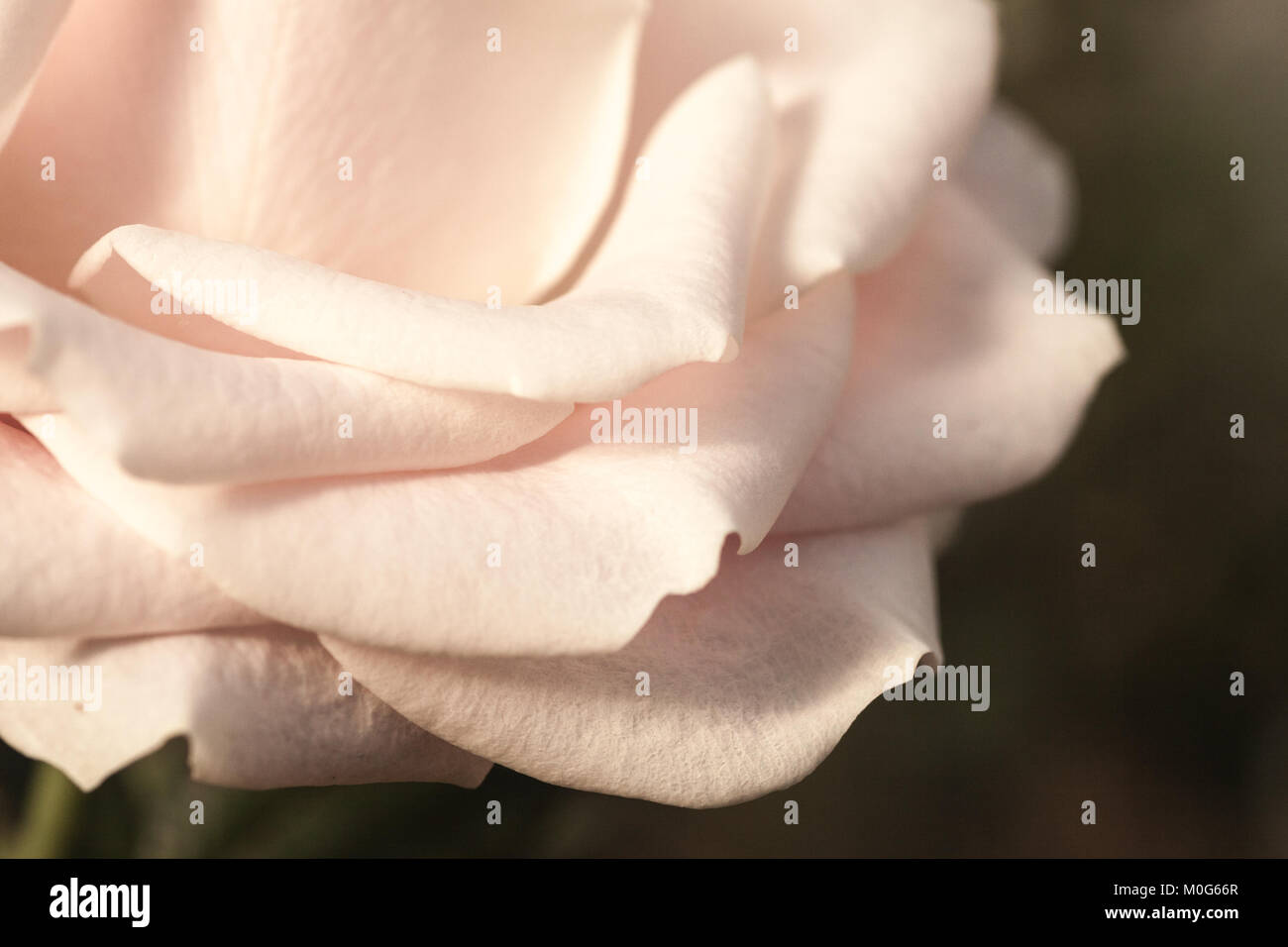 Pale Pink Rose Stock Photo - Alamy