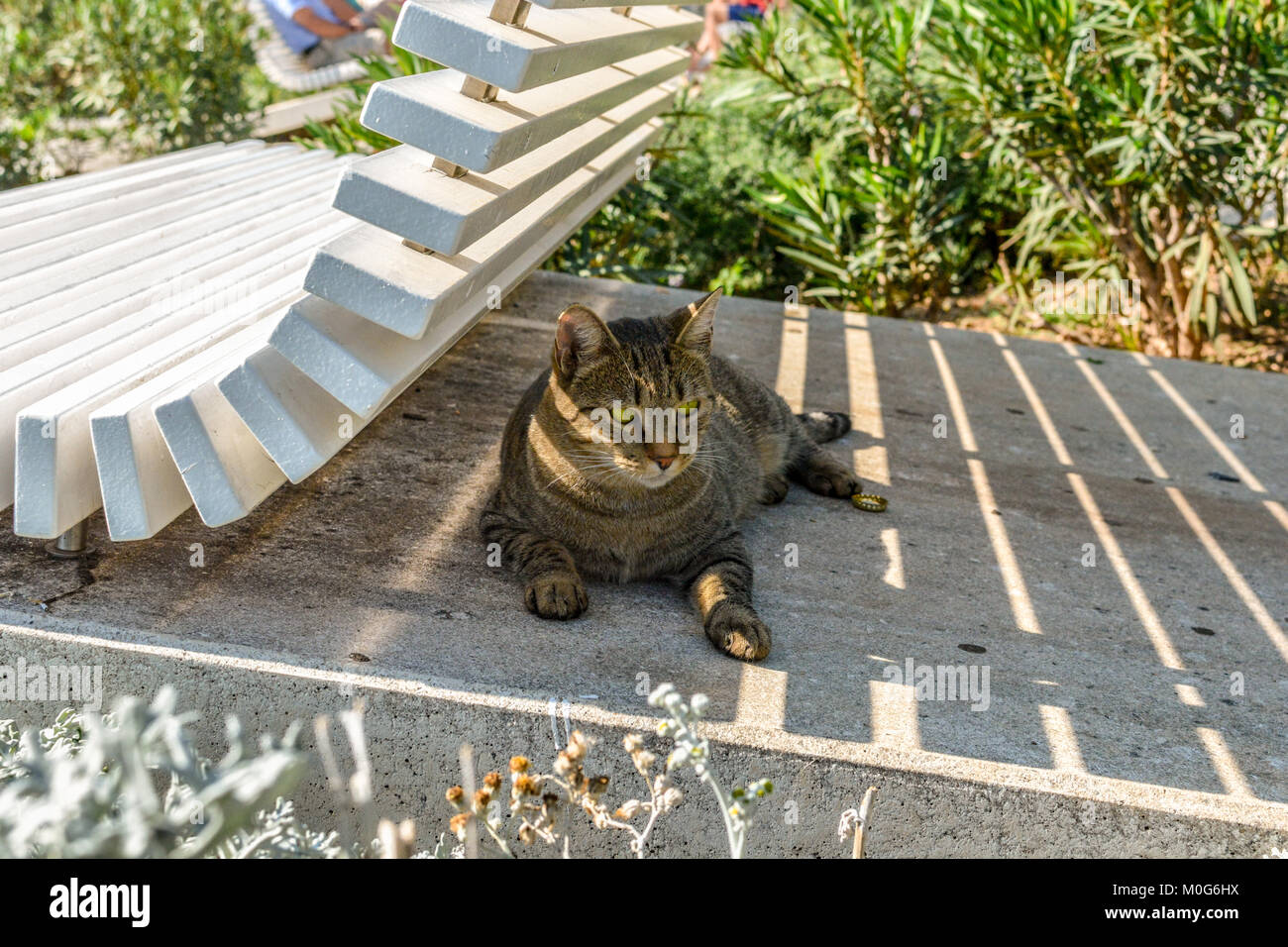 Tabby concrete hi-res stock photography and images - Alamy