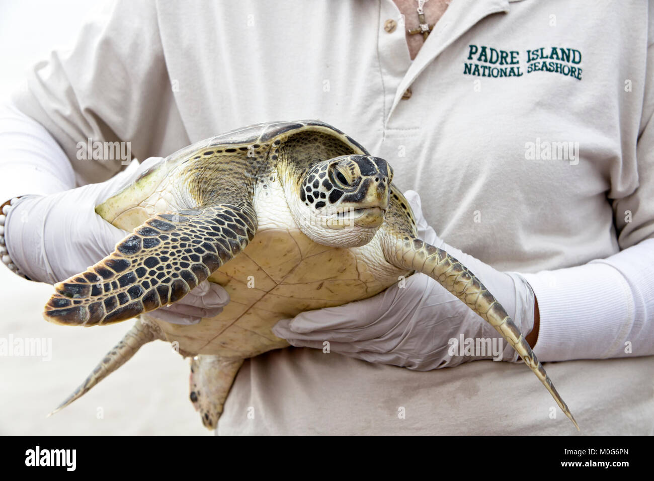 Kemps ridley sea turtle hi-res stock photography and images - Alamy