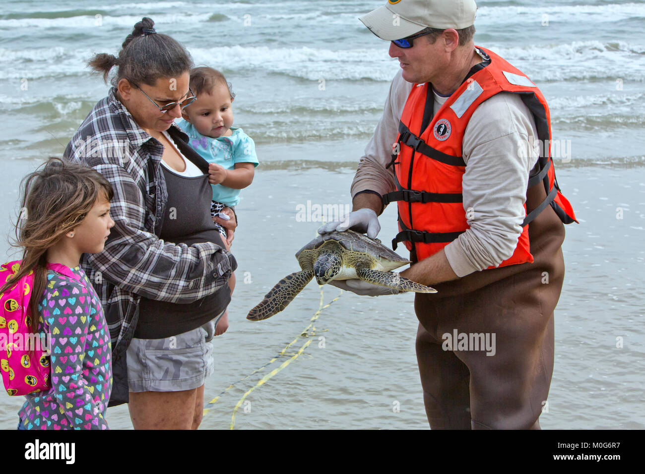 Kemp's Ridley Sea Turtle High Resolution Stock Photography and Images ...