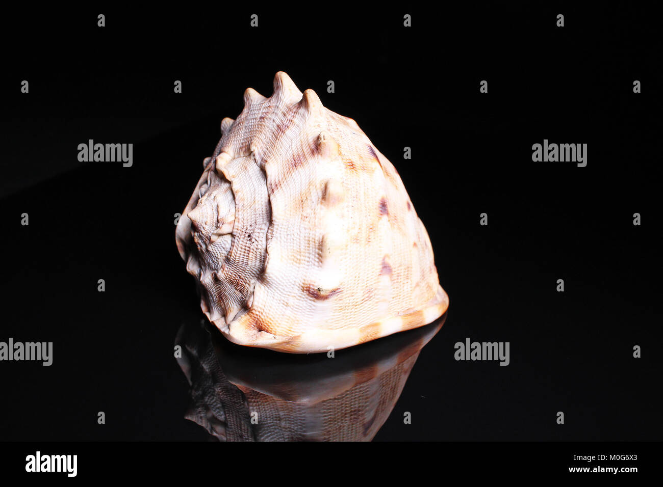 Sea snail shell. Big sea Snail shell on black reflective studio ...