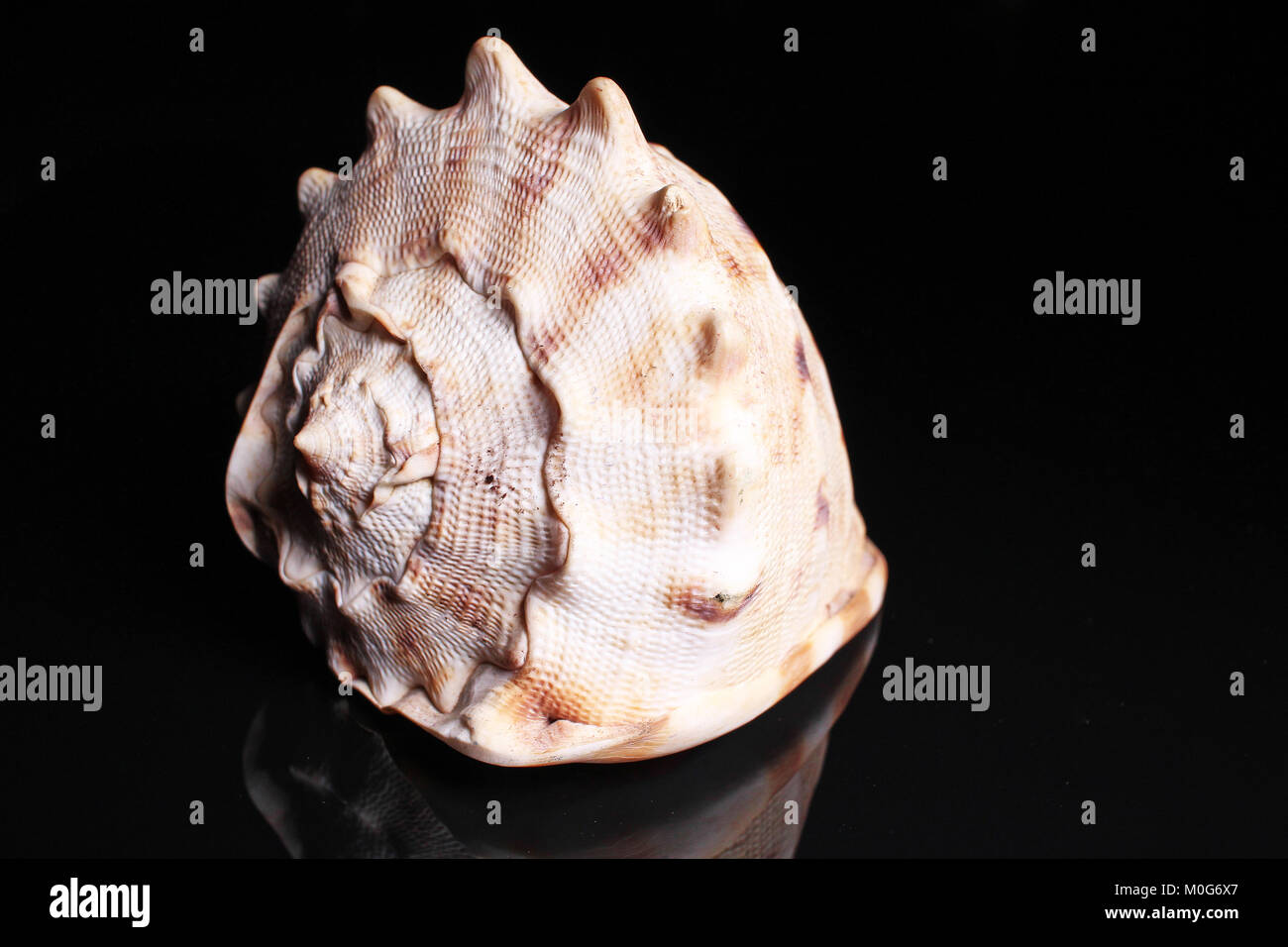 Sea snail shell. Big sea Snail shell on black reflective studio ...