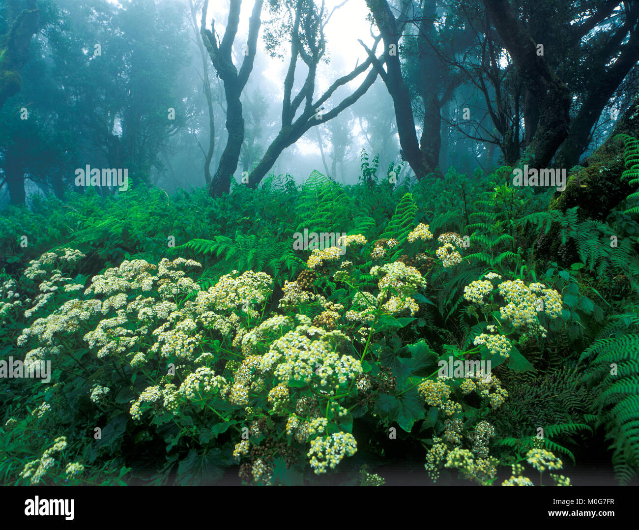 Fayal, El Hierro Stock Photo - Alamy