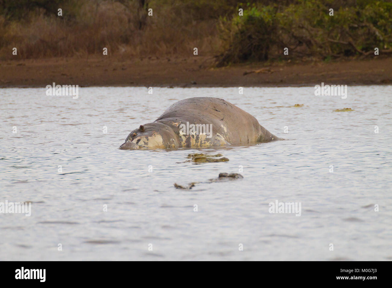 Dead hippo on Kruger National park waterhole. Safari and wildlife ...
