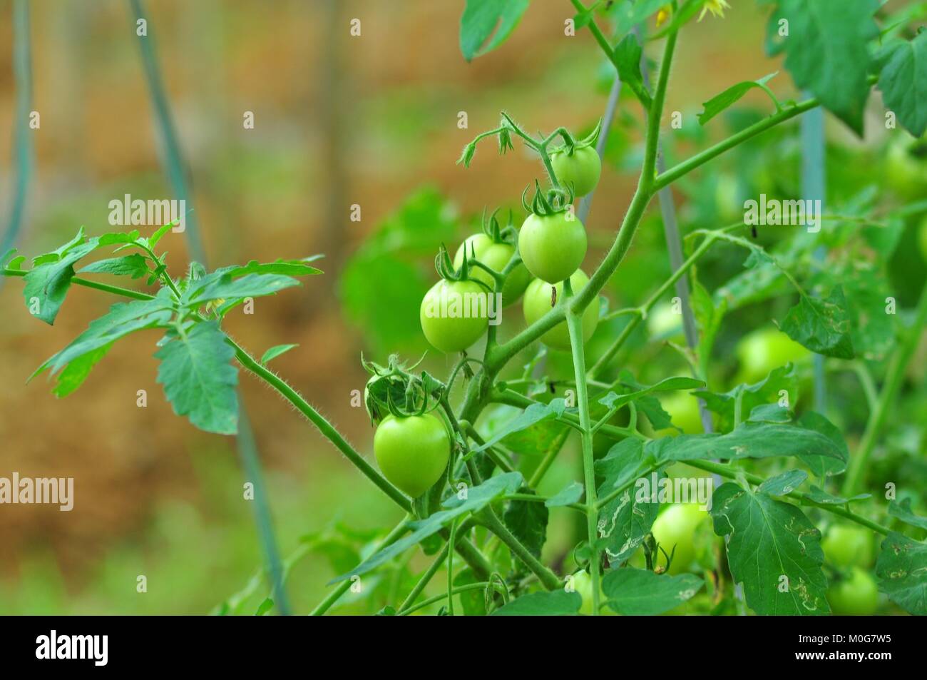A 2-hectare farm, called the AKLAN CAA COOPERATIVE DIVERSIFIED ...