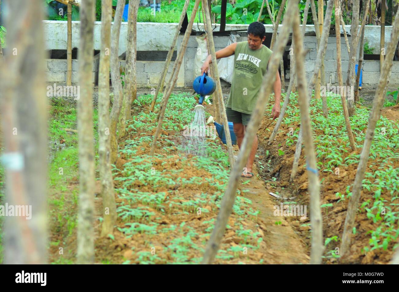 A 2-hectare farm, called the AKLAN CAA COOPERATIVE DIVERSIFIED ...