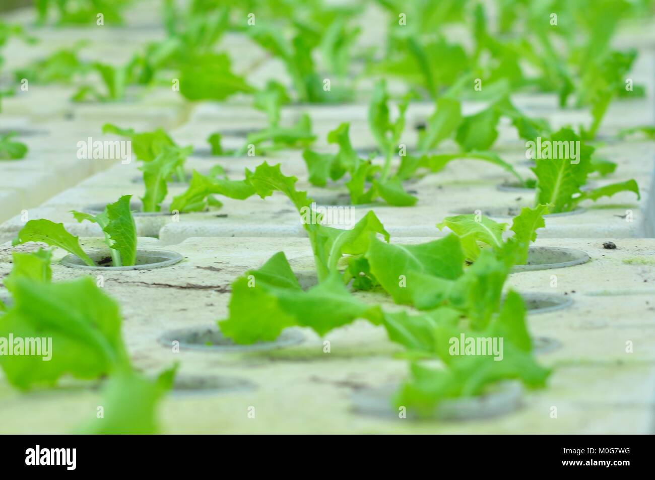 A 2-hectare farm, called the AKLAN CAA COOPERATIVE DIVERSIFIED ...