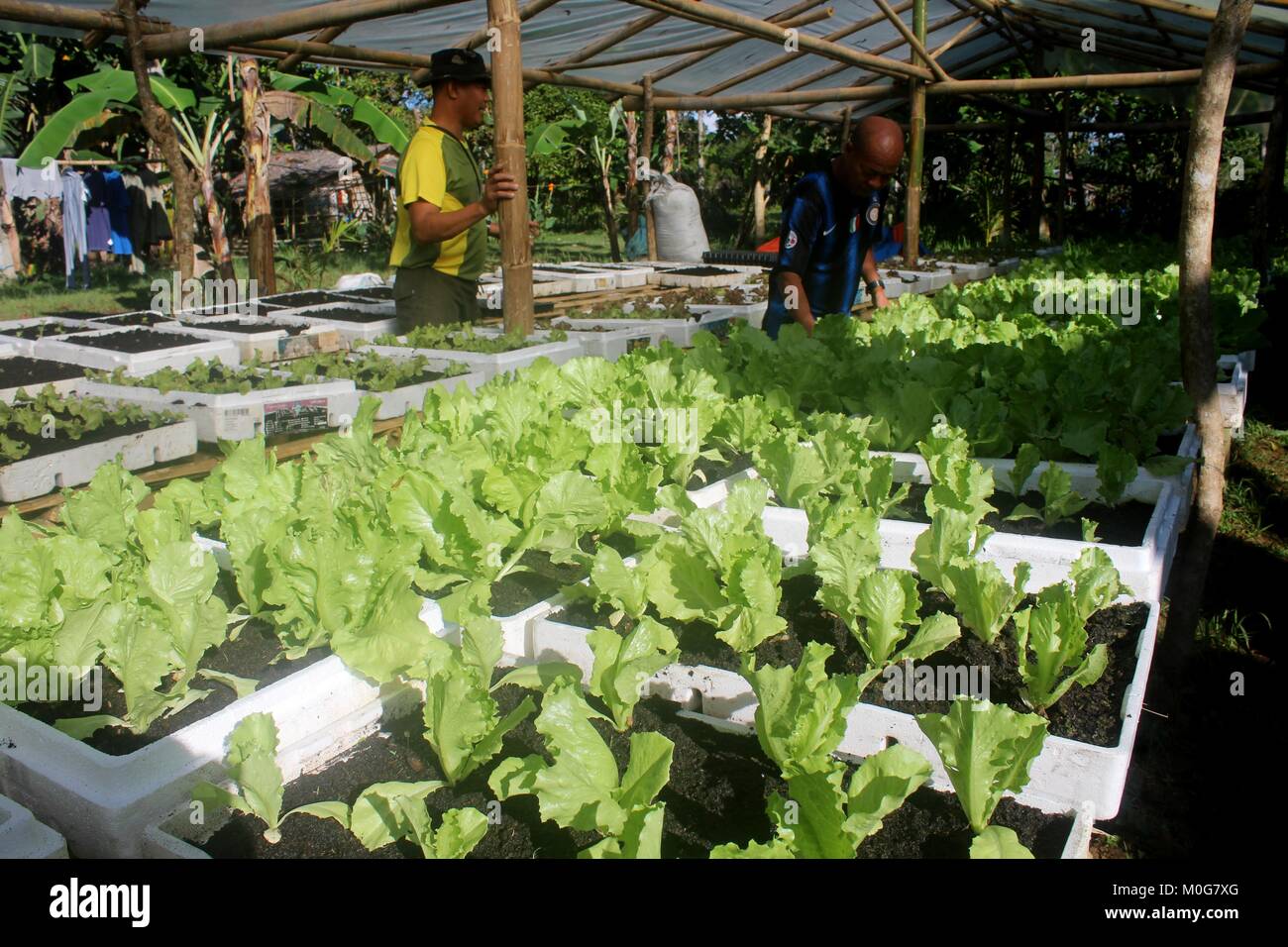 A 2-hectare farm, called the AKLAN CAA COOPERATIVE DIVERSIFIED ...
