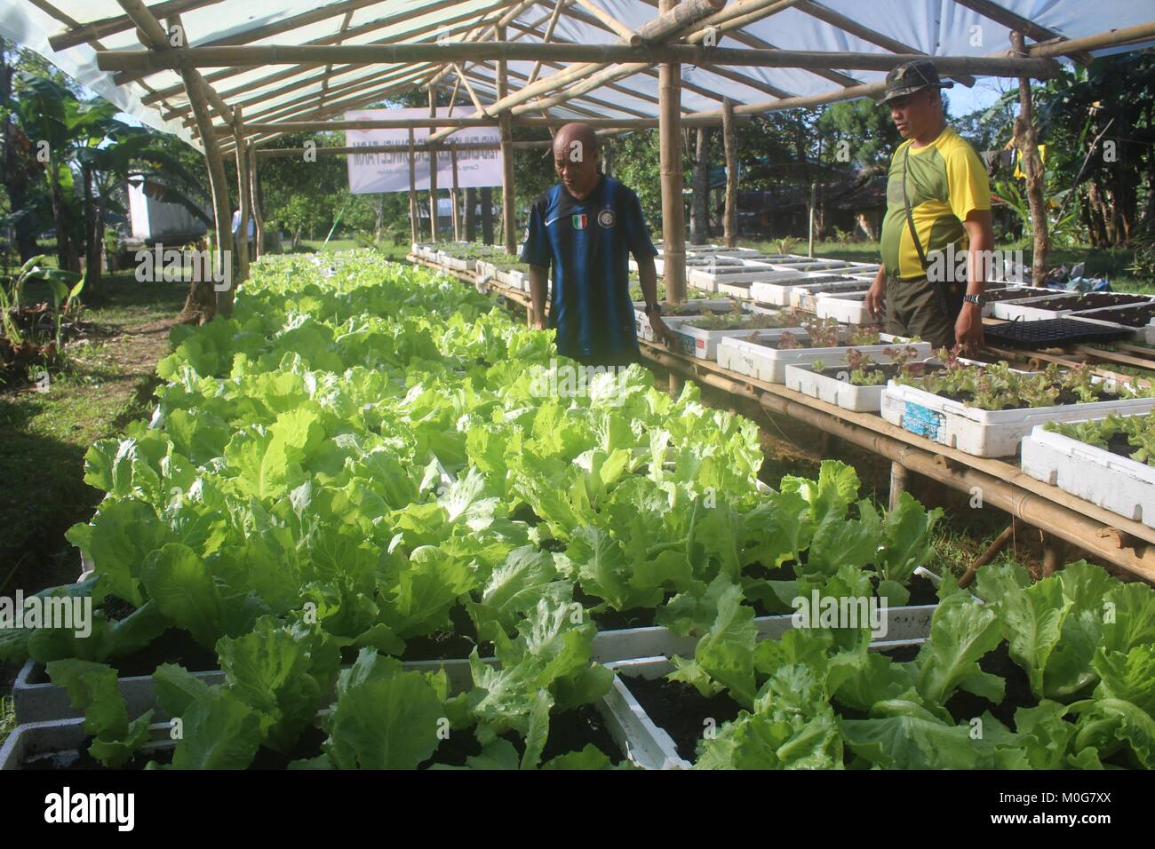 A 2-hectare farm, called the AKLAN CAA COOPERATIVE DIVERSIFIED ...